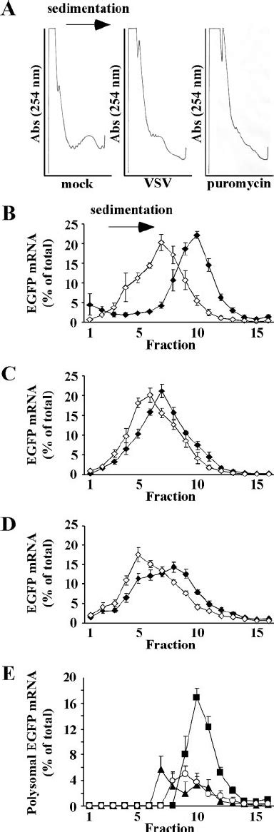 A Polysome Profiles Of Hela Egfp Cells That Were Mock Infected Download Scientific Diagram