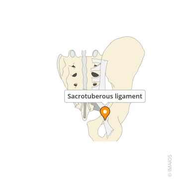 Sacrotuberous Ligament E Anatomy Imaios
