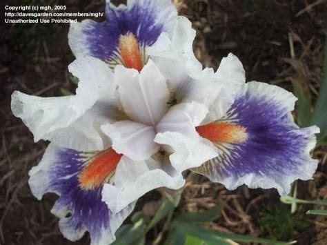 PlantFiles Pictures: Intermediate Bearded Iris 'American Patriot' (Iris ...