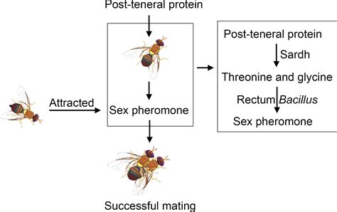 Biostimulation And Pheromones Pashudhan Praharee