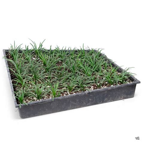 Dwarf Mondo Grass — Green Acres Nursery And Supply