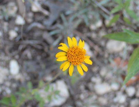 Bush Sunflower Simsia Calva