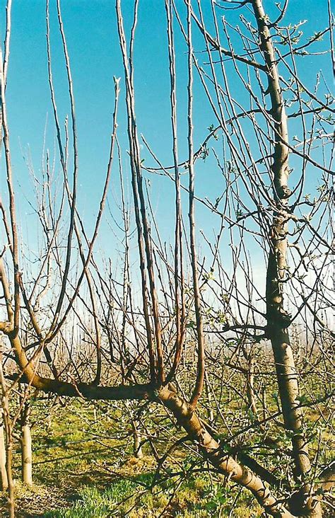 Good To Know Ten Pruning Rules Good Fruit Grower