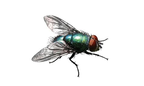 Jasa Pembasmi Lalat Insekta Pest Control