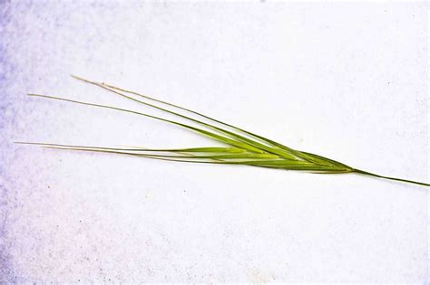 Ijle Dravik Een Gras Met Een Diepe Buiging Stadsplanten Urbane Flora Van Nederland