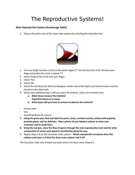 Anatomage Repro BIO The Reproductive Systems Male Reproductive