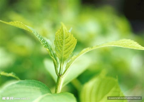 嫩绿新叶生机盎然摄影图树木树叶生物世界摄影图库昵图网