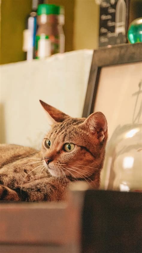 Обои обои кошка лежа полосатый 1440x2560 Qhd от Chappie картинки на