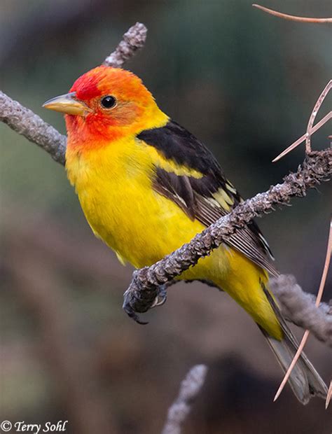 Western Tanager Piranga Ludoviciana South Dakota Birds
