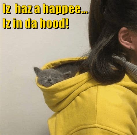 Favorite Napping Spot Lolcats Lol Cat Memes Funny Cats Funny