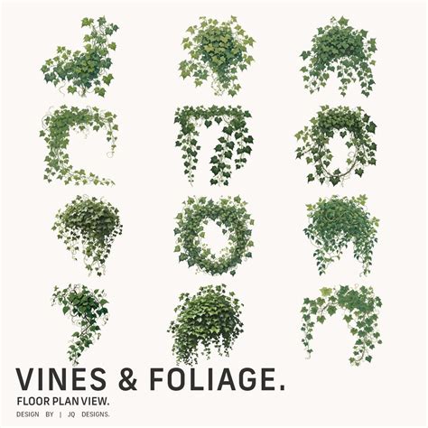 Set Of 12 Plan View Of Vines And Foliage Vector Set Instant Digital