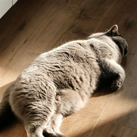 The Cat Protection Society Of Victoria Dont Brush Your Cats Dental Health Aside Did You Know