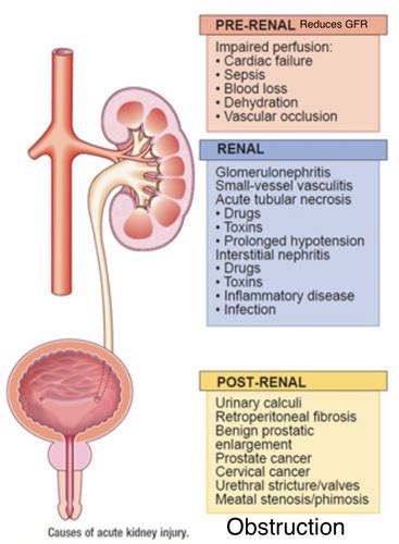 Pre Renal Intra Renal And Post Renal Disorders Flashcards Quizlet