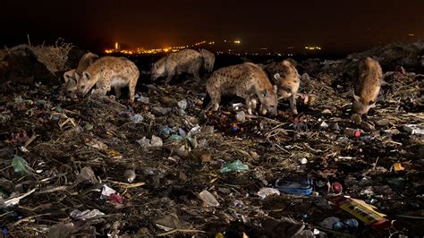 Water Pollution Effects On Animals