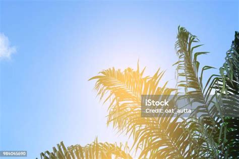 푸른 하늘 배경에 팜 나무입니다 여행 여름 휴가 열 대 해변입니다 코코넛 야 자 나무 0명에 대한 스톡 사진 및 기타 이미지 Istock