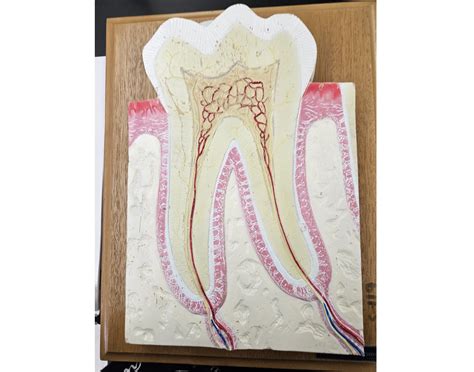 Tooth Sectional Model — Printable Worksheet