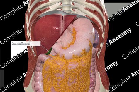 Transverse Mesocolon Complete Anatomy