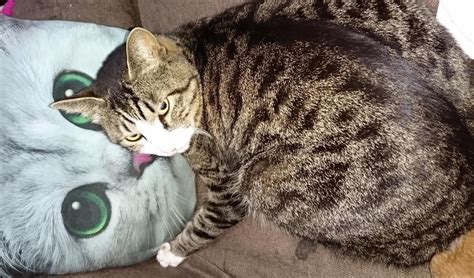 青い首輪のキジトラ猫を探しています