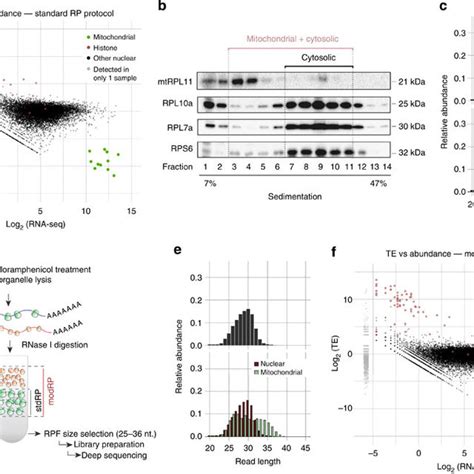 Model For Ribosome Stalling A Schematic Model For Ribosome Stalling Download Scientific