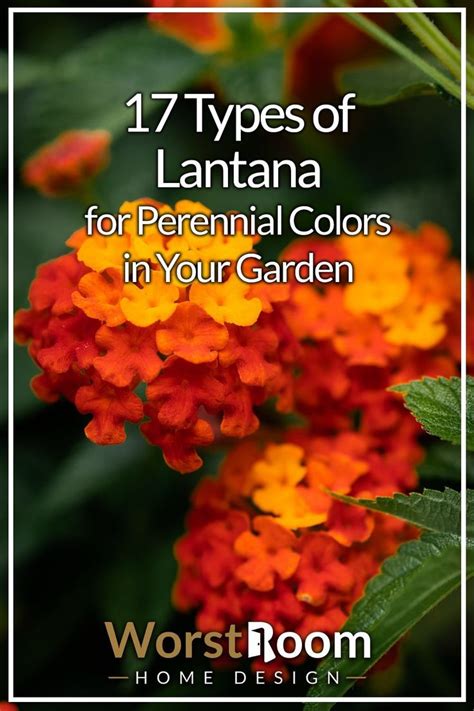 17 Types Of Lantana For Colorful Perennial Gardens Different Types Of