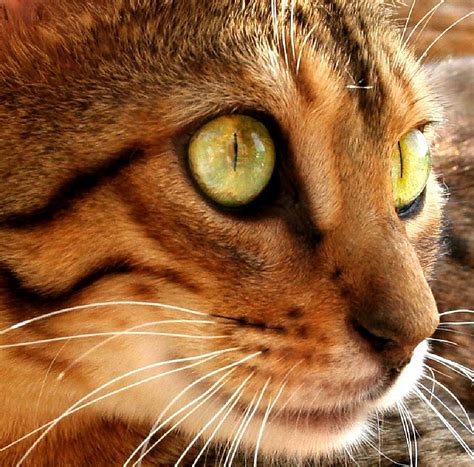 Animal Extreme Close Ups Animal Facts Encyclopedia