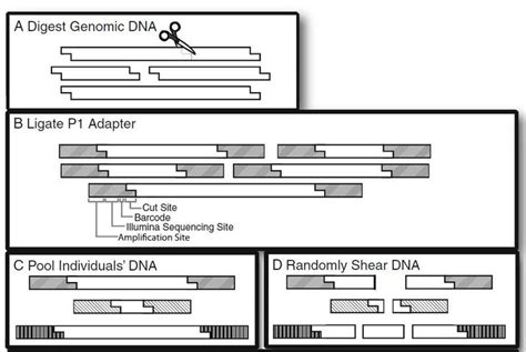 Morphological Markers Discovery