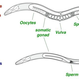 2 Somatic Sex Determination In C Elegans Download Scientific Diagram