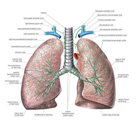 Picture Of Lungs And Lymph Nodes At Jared White Blog