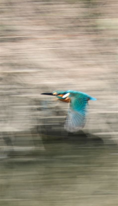 流し撮りカワセミⅡ 関西色とりどり