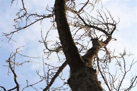 Arbre Croissance Nature Photo Gratuite Sur Pixabay Pixabay