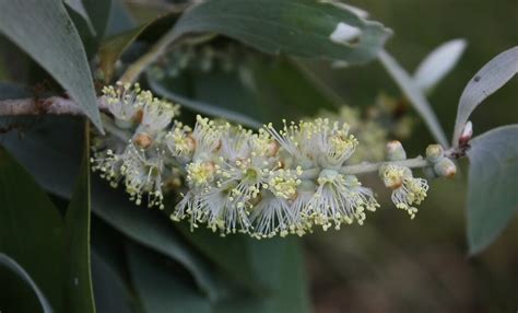 Plant Of The Month 102020 Melaleuca Dealbata Native Plants Queensland Townsville Branch