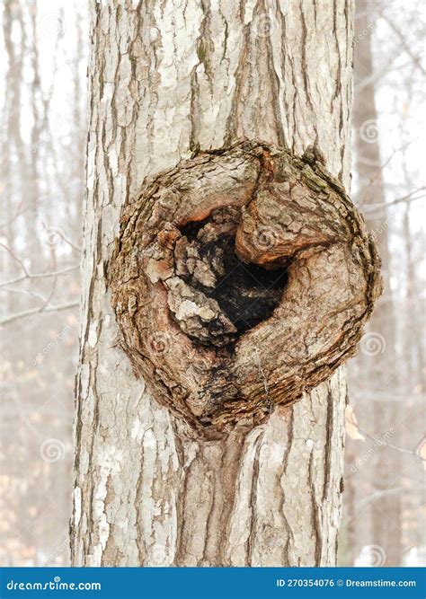 Tree Burl Growing On Forest Tree In NYS FingerLakes Stock Photo Image Of Arbor Botany