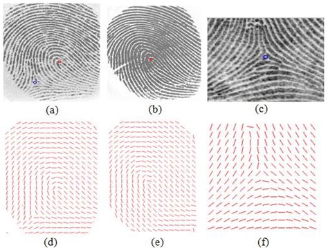 Fingerprint Images And Their Extracted Singular Points And Orientation