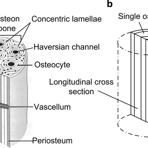A Microstructure Of Bone B Longitudinal Cross Section Of A Single