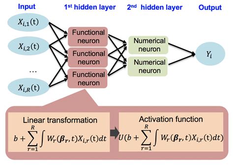 the architecture of a fnn with three functional neurons on the first