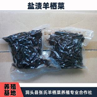 海藻菜新鲜盐渍马尾藻羊栖菜碱性长寿菜火锅食材工厂价格 阿里巴巴