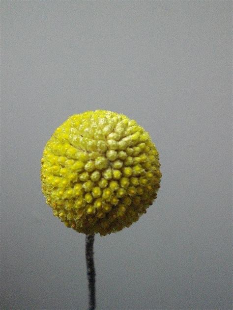 3 Craspidia Yellow Billy Balls Billy Balls Billy Buttons Yellow