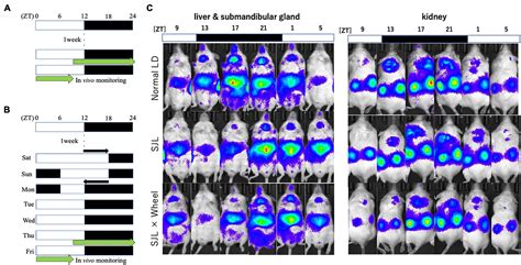 Frontiers Wheel Running Facilitates Phase Advances In Locomotor And