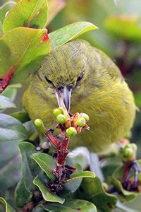 Kauaʻi Losing Hawaiian Honeycreepers Songs University Of Hawaiʻi