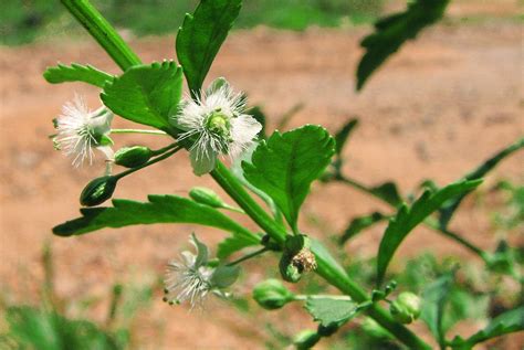 Scoparia Dulcis Natural Atlas
