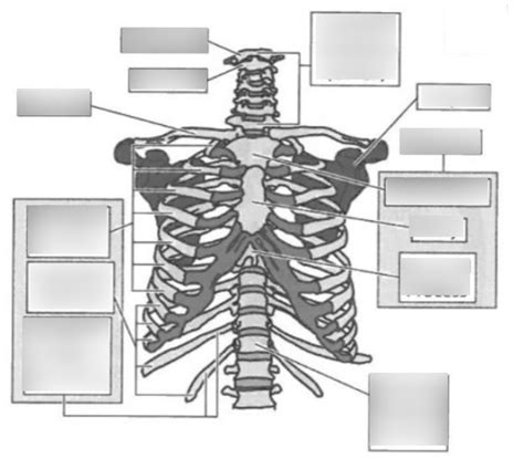 Anatomy Exam 2 Diagram Quizlet
