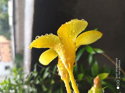 Mi K20 Pro Kamera Xiaomi Gratis Foto På Pixabay Pixabay