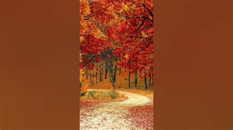 Pca Machine Learning Algorithm Machinelearning Programminglanguage