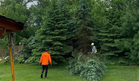 Managing Tree Diseases Advanced Care Techniques