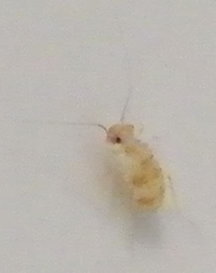 Barklouse Not Globular Springtail Whats That Bug