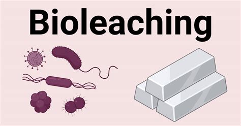 Bioleaching Microorganisms Types Factors Applications