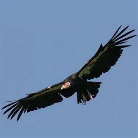 Stream Jackie Shadow And Simba Ringtone 01 By Cali Condor Listen