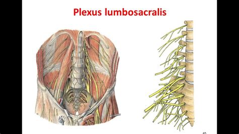 Zenuwen Been Plexus Lumbosacralis YouTube