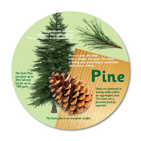 Identifying Tree Signs