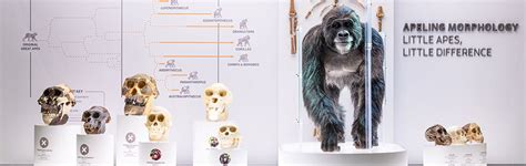 Lucy—missing Link Or Part Of The Ape Kind Answers In Genesis